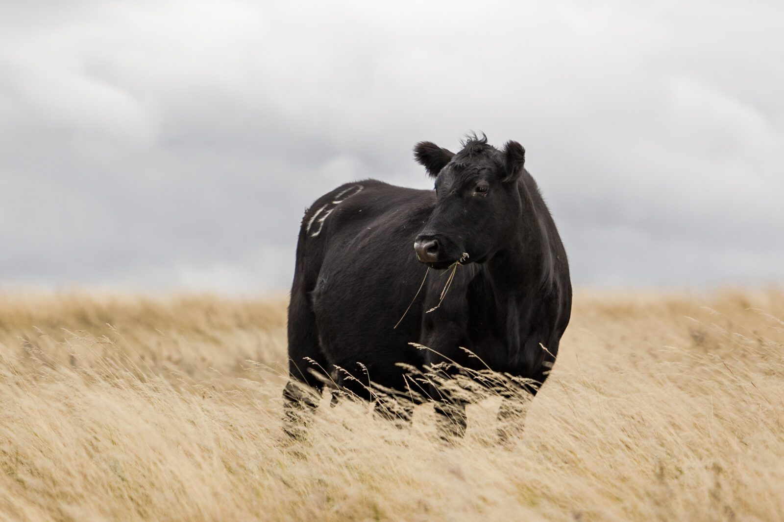 How to take great cattle photos - sevendiamondcreative.com