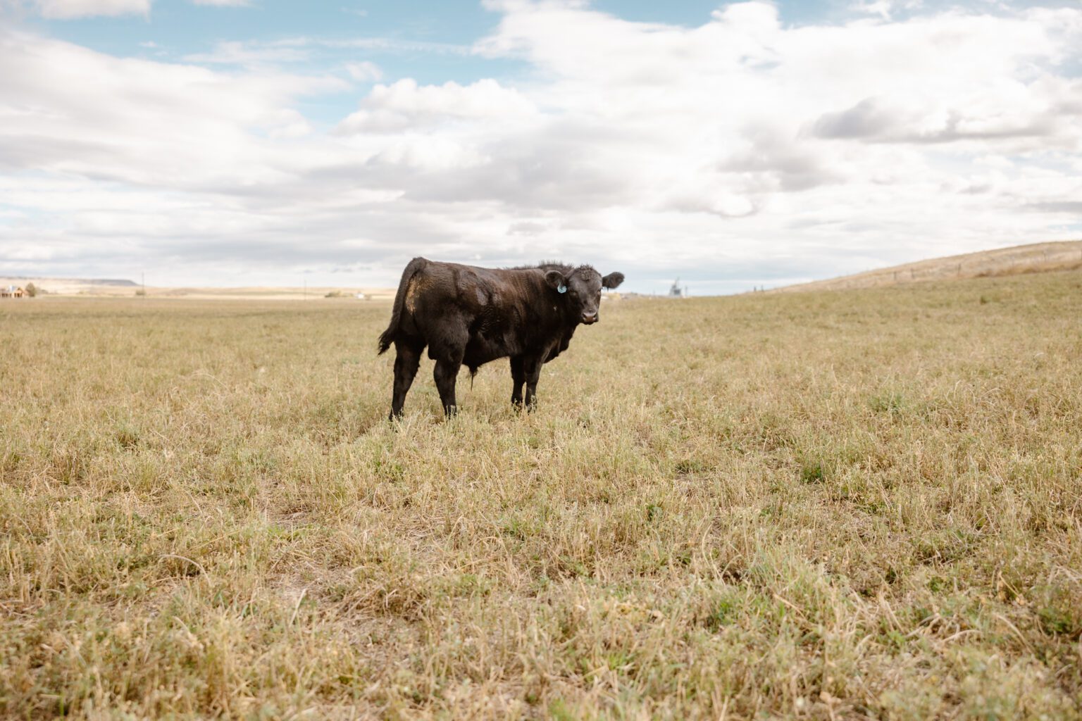 How to take great cattle photos - sevendiamondcreative.com