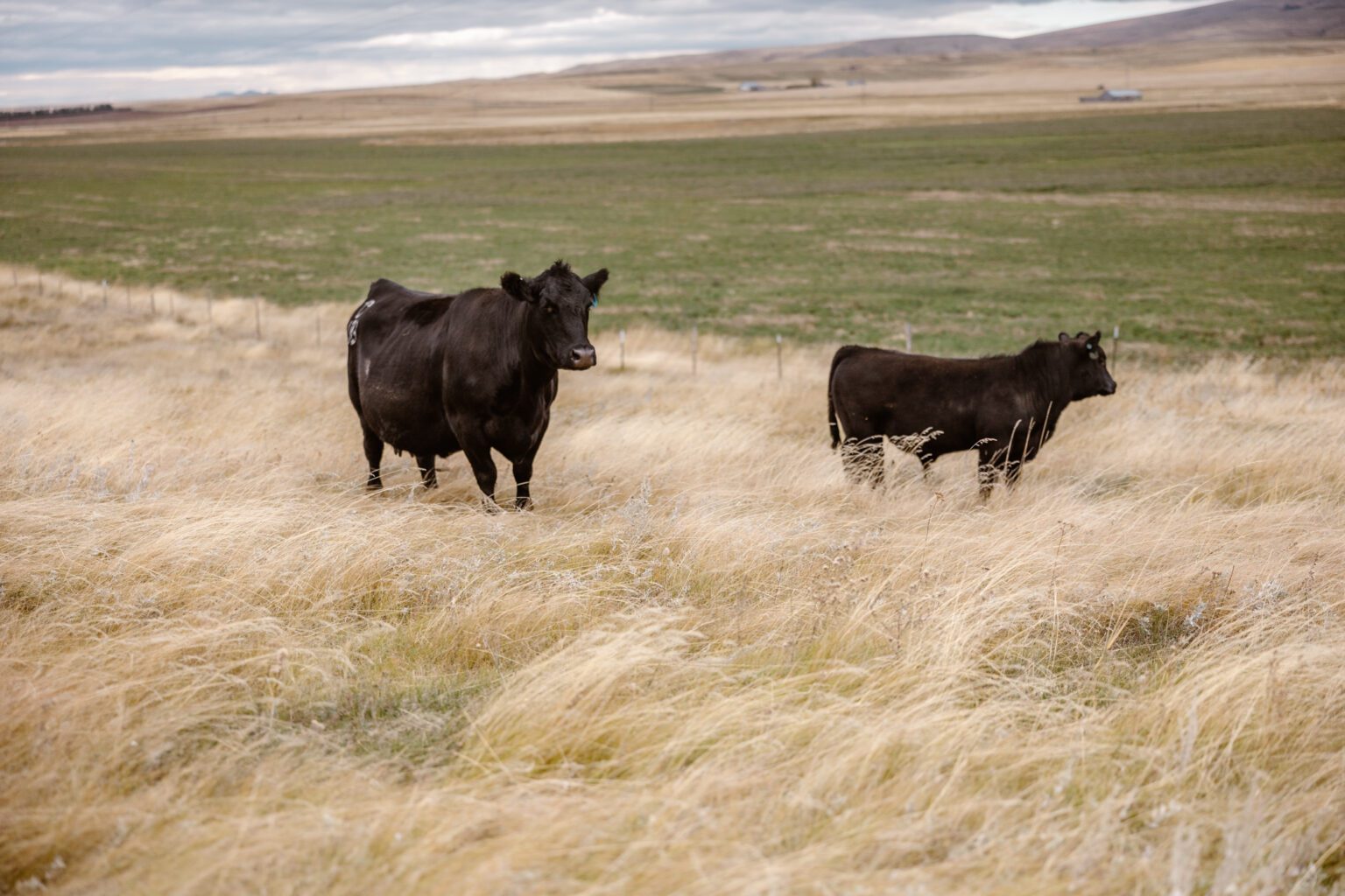 How to take great cattle photos - sevendiamondcreative.com