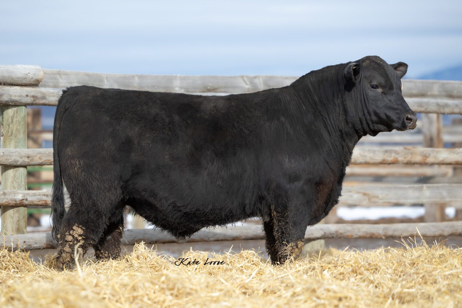 How to take great cattle photos - sevendiamondcreative.com