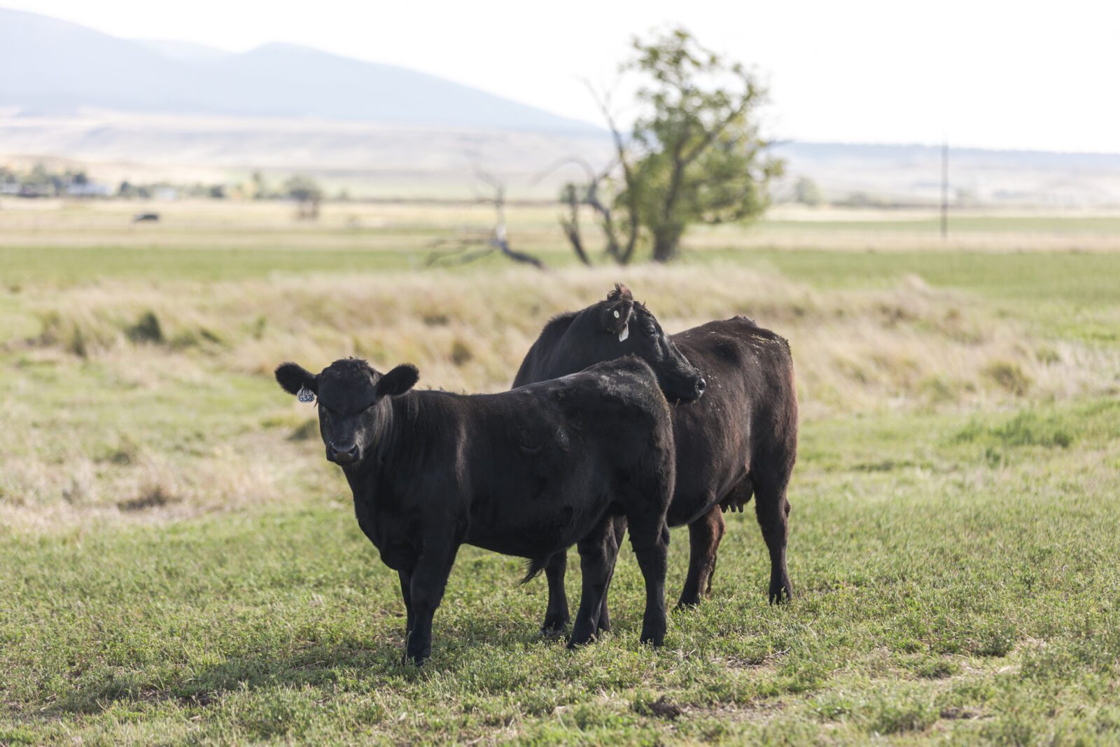 How to take great cattle photos - sevendiamondcreative.com