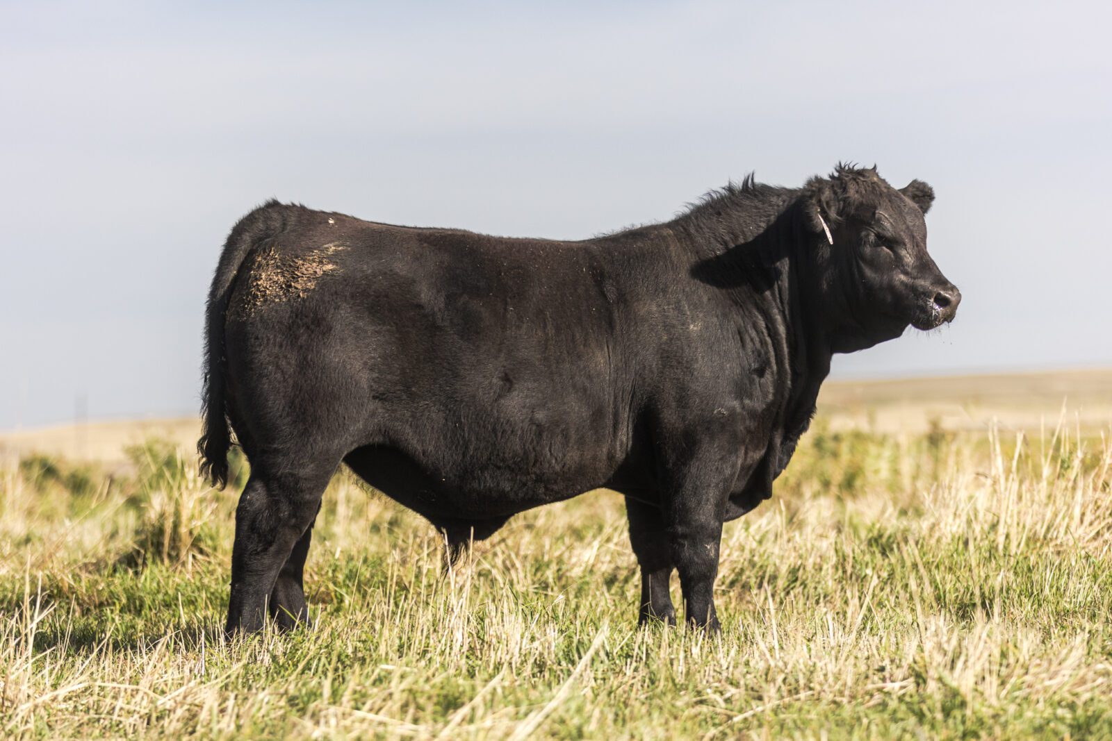 How to take great cattle photos - sevendiamondcreative.com
