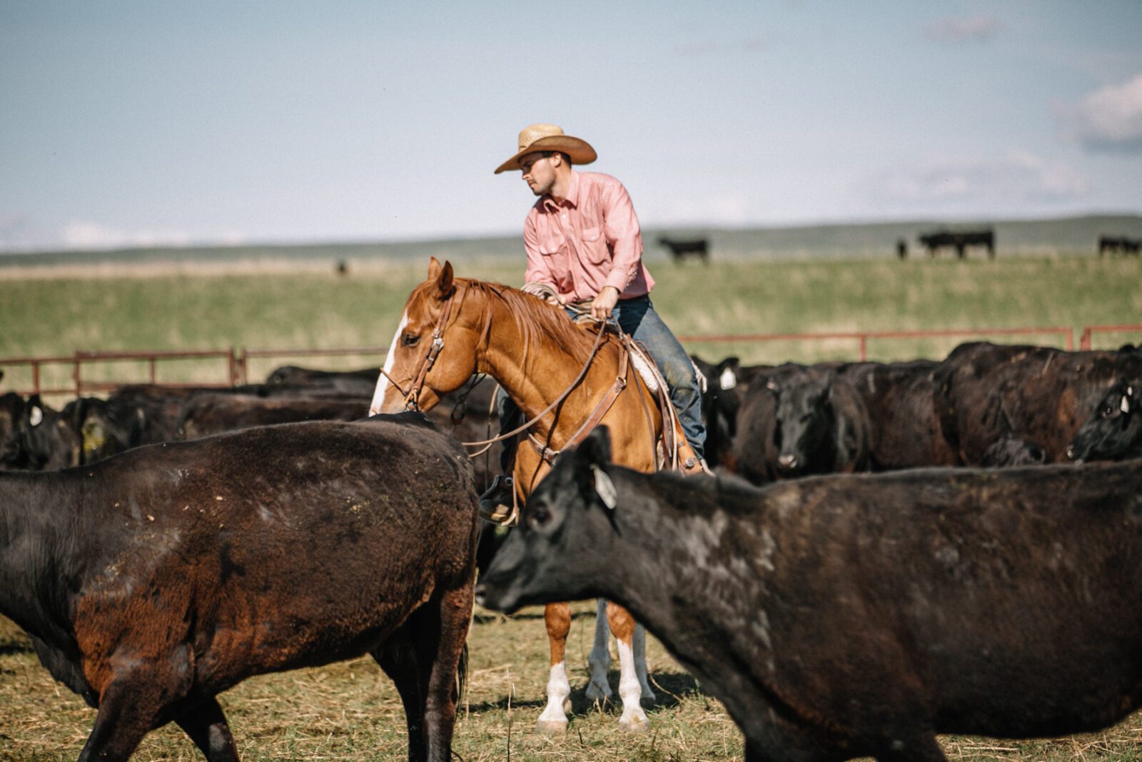 How to Find Your True Niche as a Rural Photographer